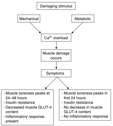 Metabolic Consequences of Exercise-Induced Muscle Damage | JT Performance